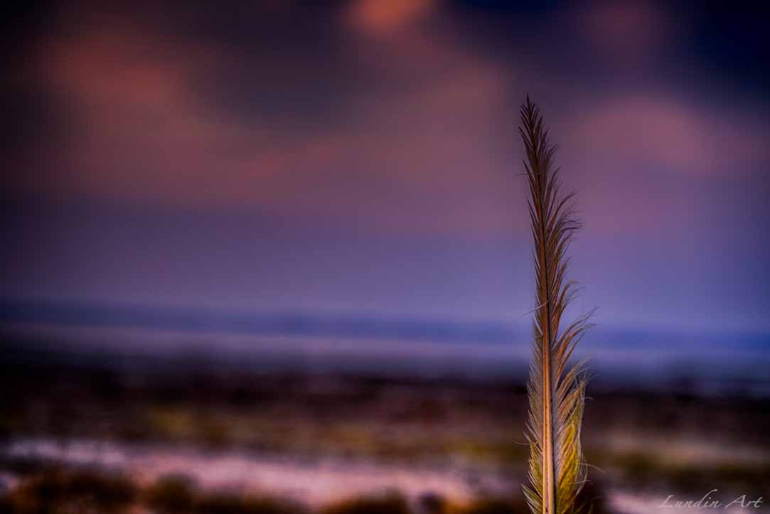 Feather in sunset – LundinArt.DK
