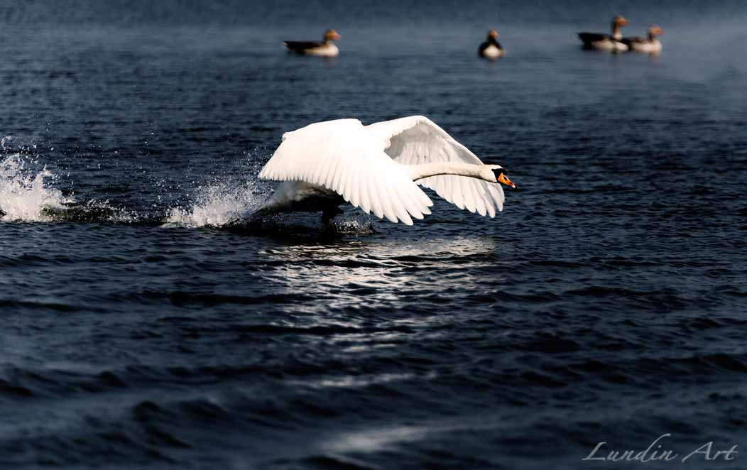 Swan lift off – LundinArt.DK